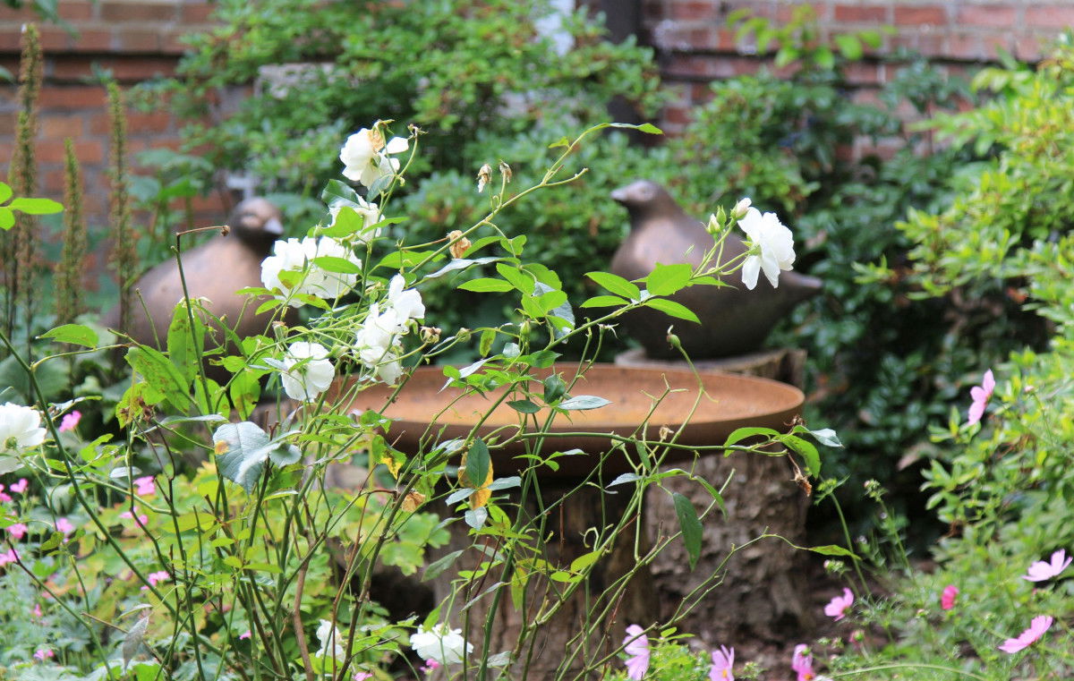 Rose Kent - Rosa Kent günstig kaufen