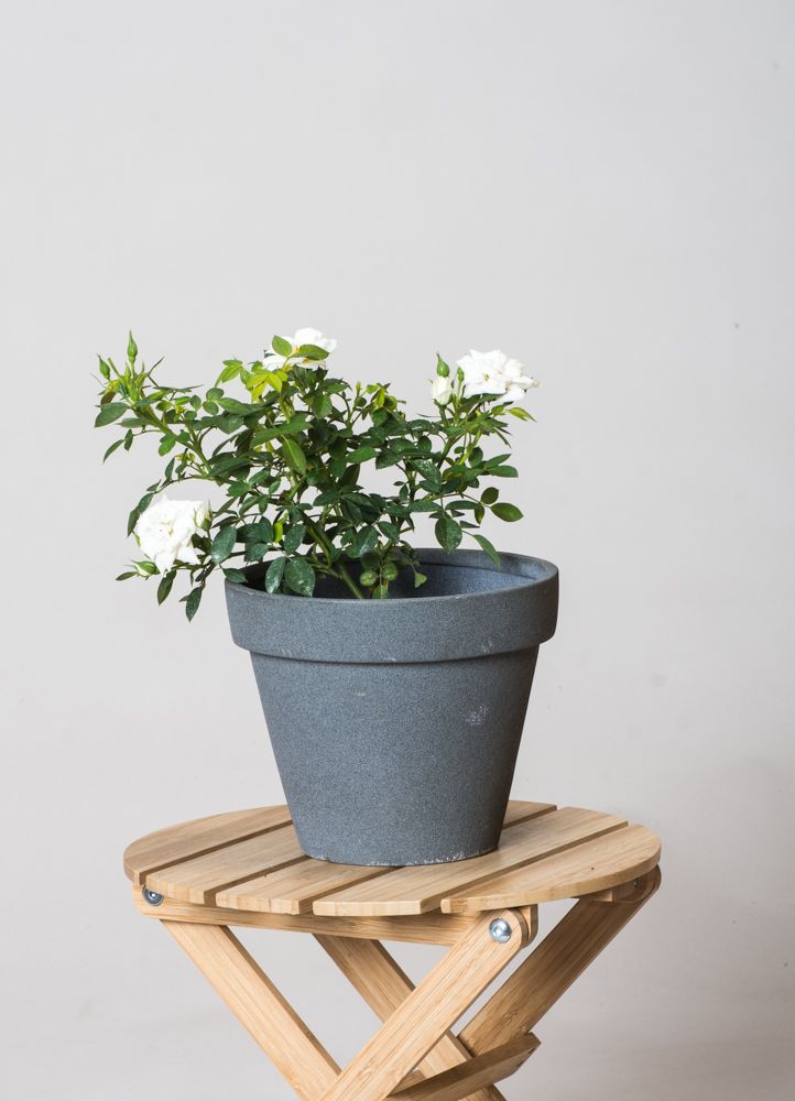 Rose Kent - Rosa Kent günstig kaufen