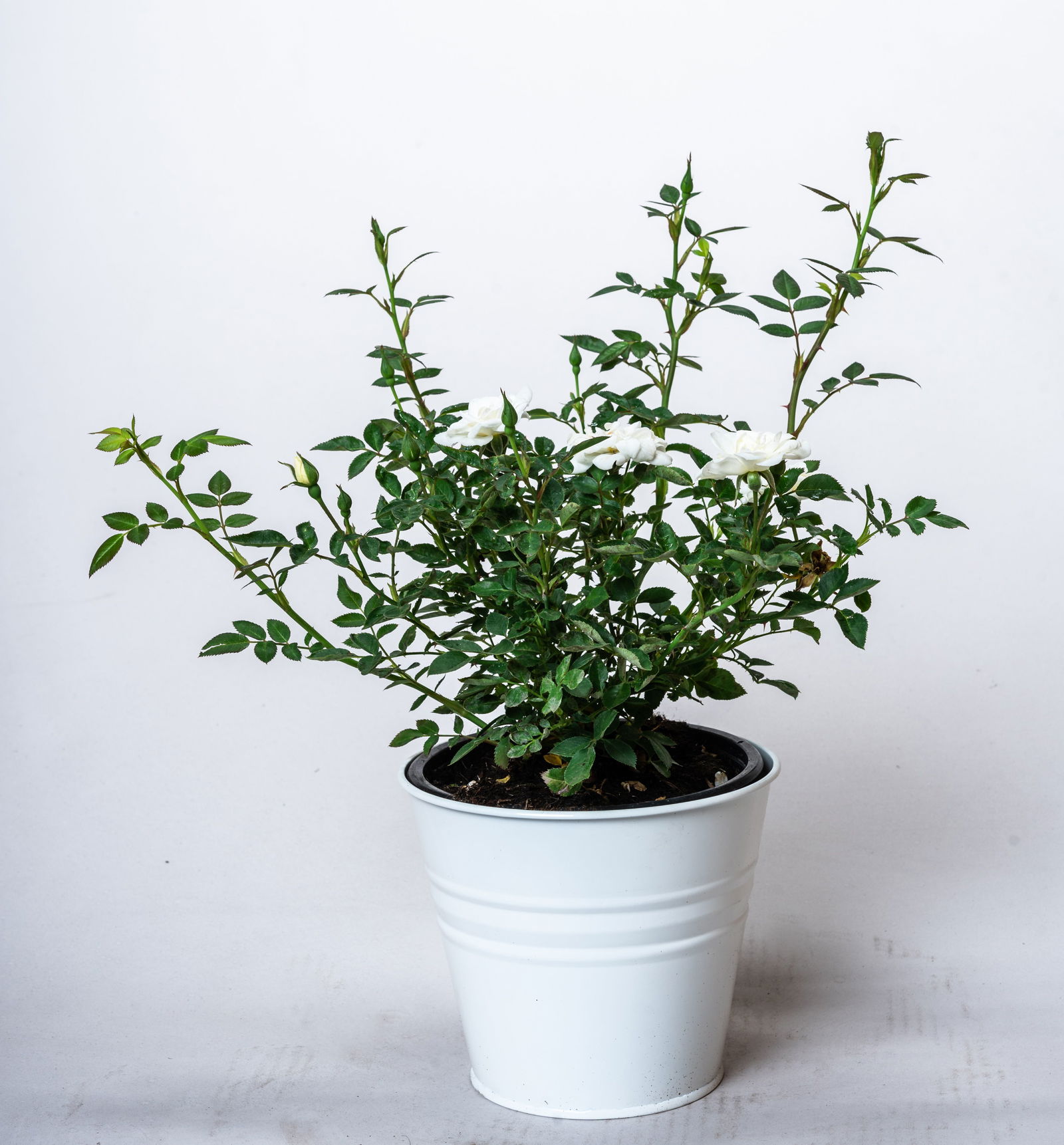 Rose Kent - Rosa Kent günstig kaufen