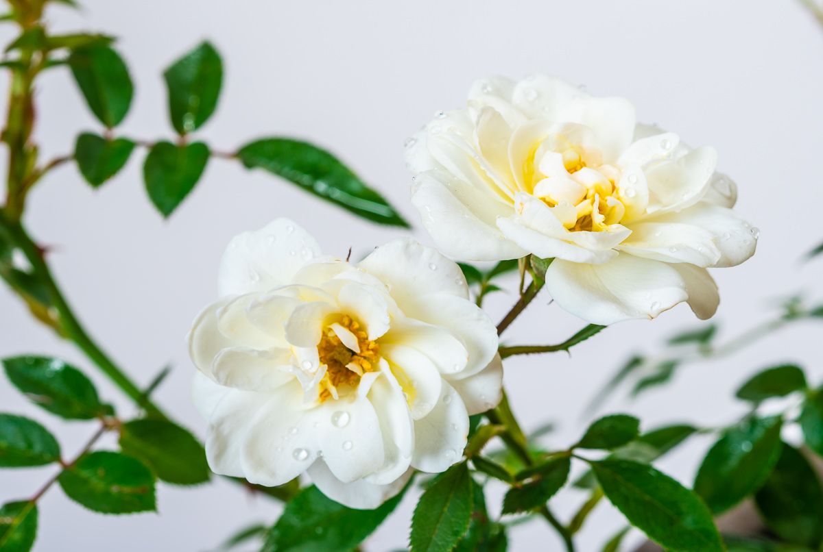 Rose Kent - Rosa Kent günstig kaufen