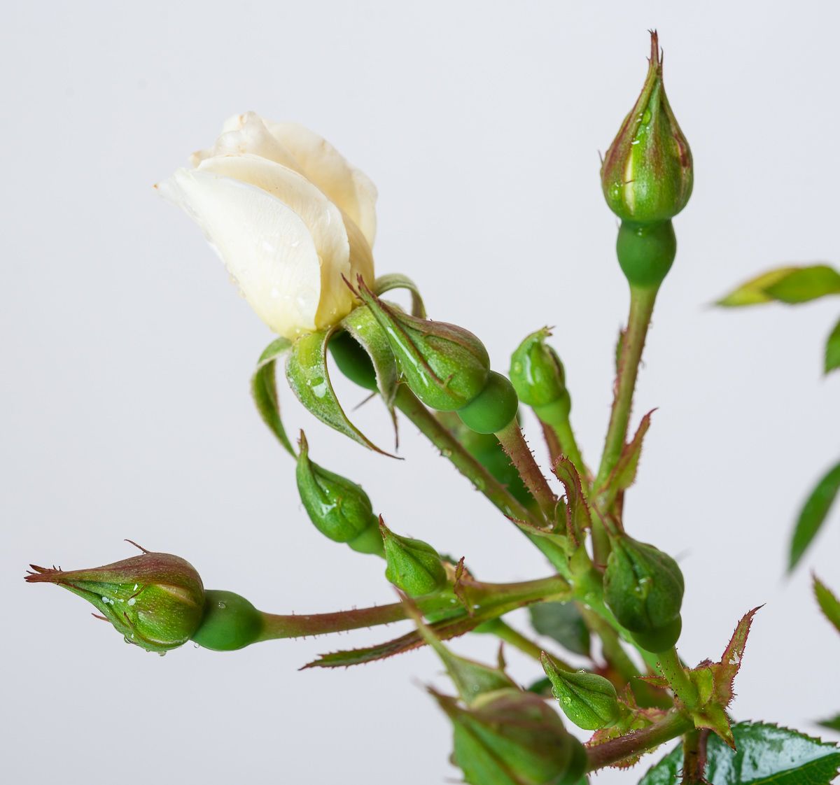 Rose Kent - Rosa Kent günstig kaufen