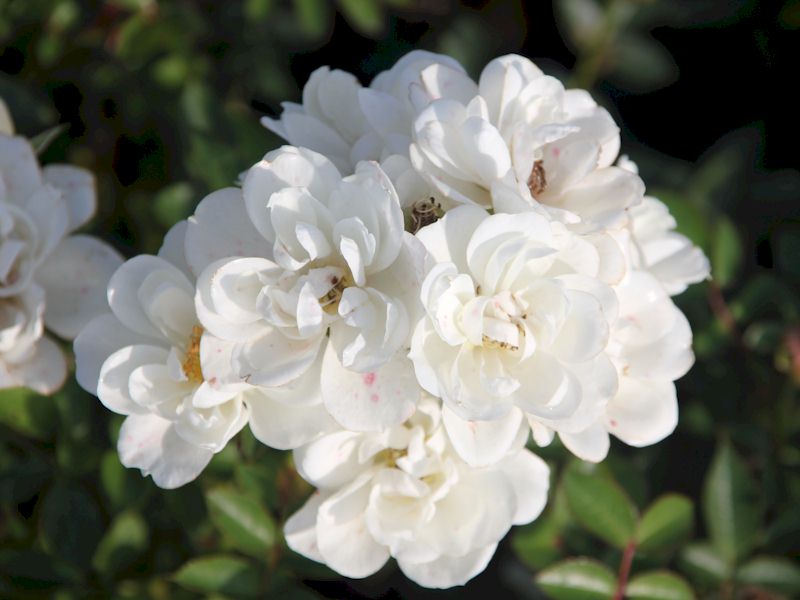 Rose Kent - Rosa Kent günstig kaufen