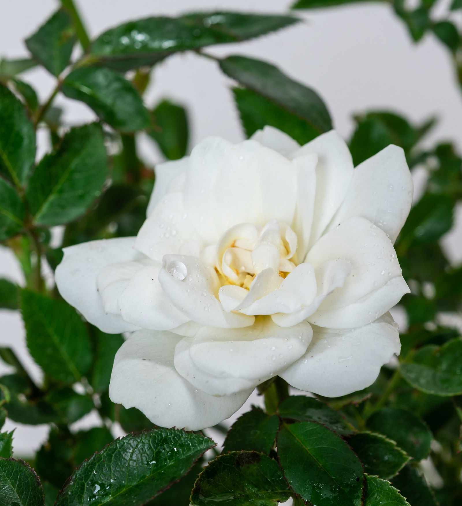 Rose Kent - Rosa Kent günstig kaufen