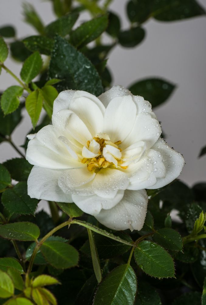 Rose Kent - Rosa Kent günstig kaufen