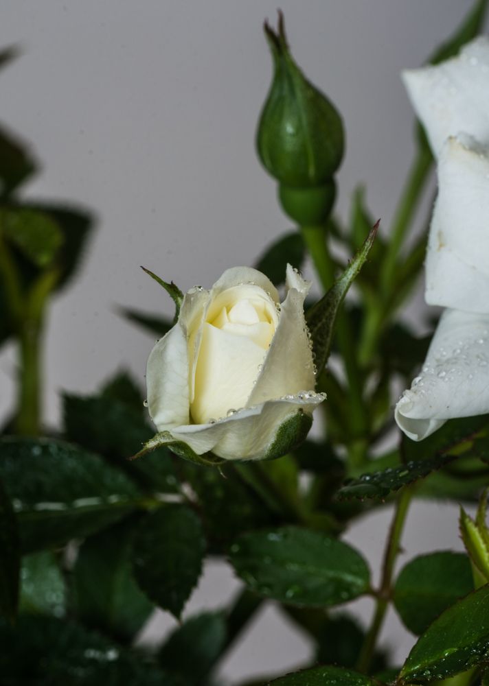 Rose Kent - Rosa Kent günstig kaufen