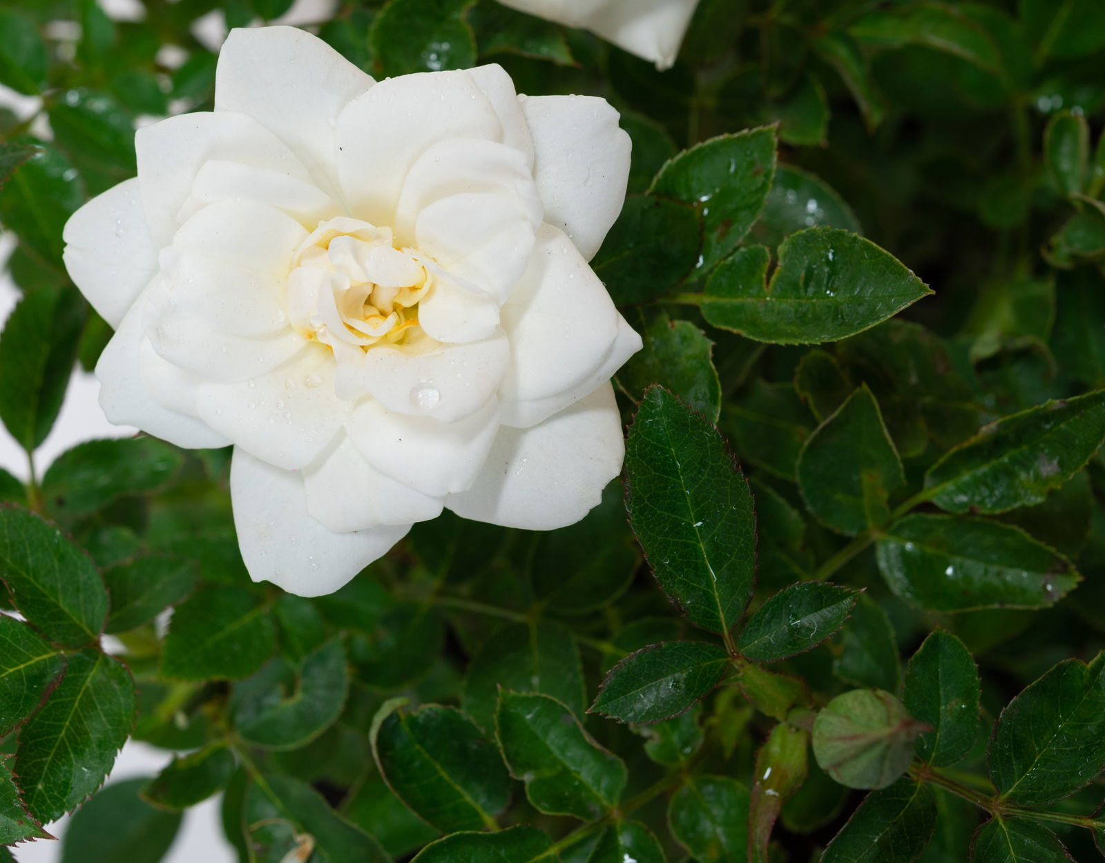 Rose Kent - Rosa Kent günstig kaufen