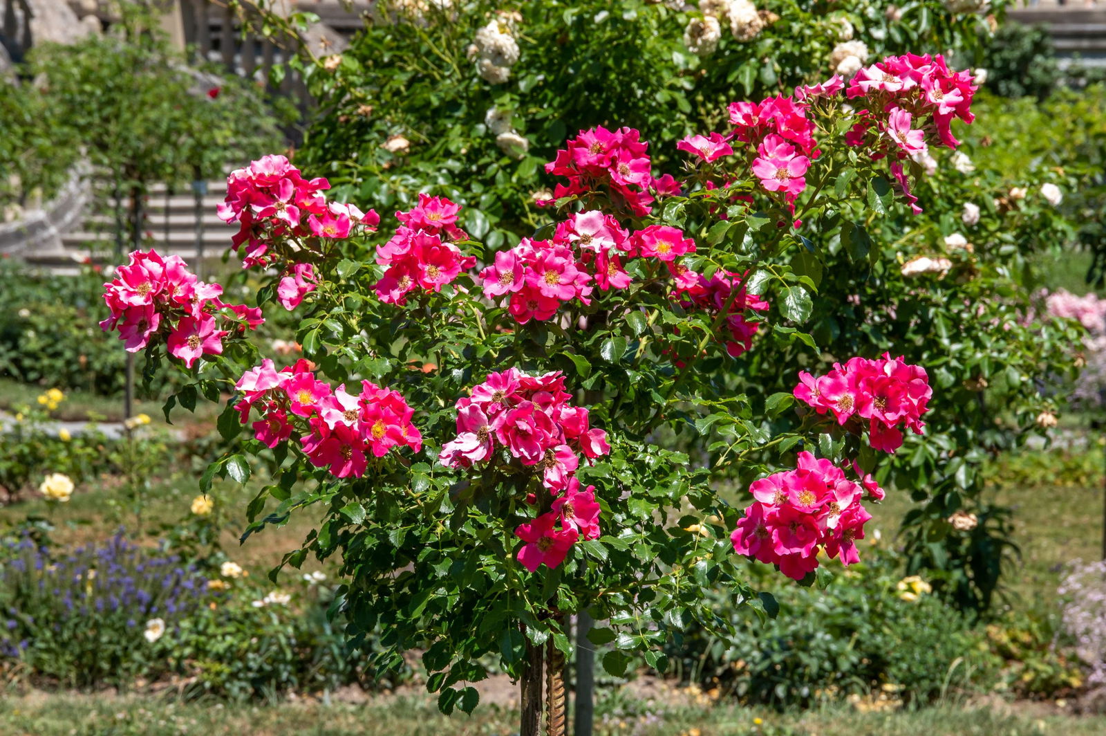 Rose Stadt Rom - Rosa Stadt Rom günstig kaufen