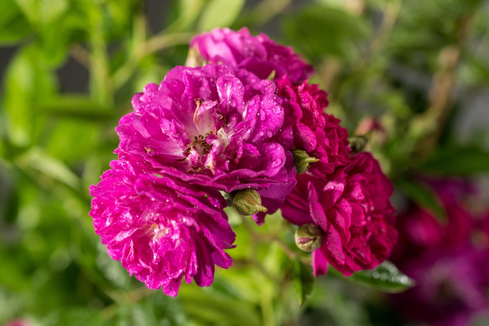 Kletterrose Perennial Blue® - Rosa Perennial Blue® günstig kaufen