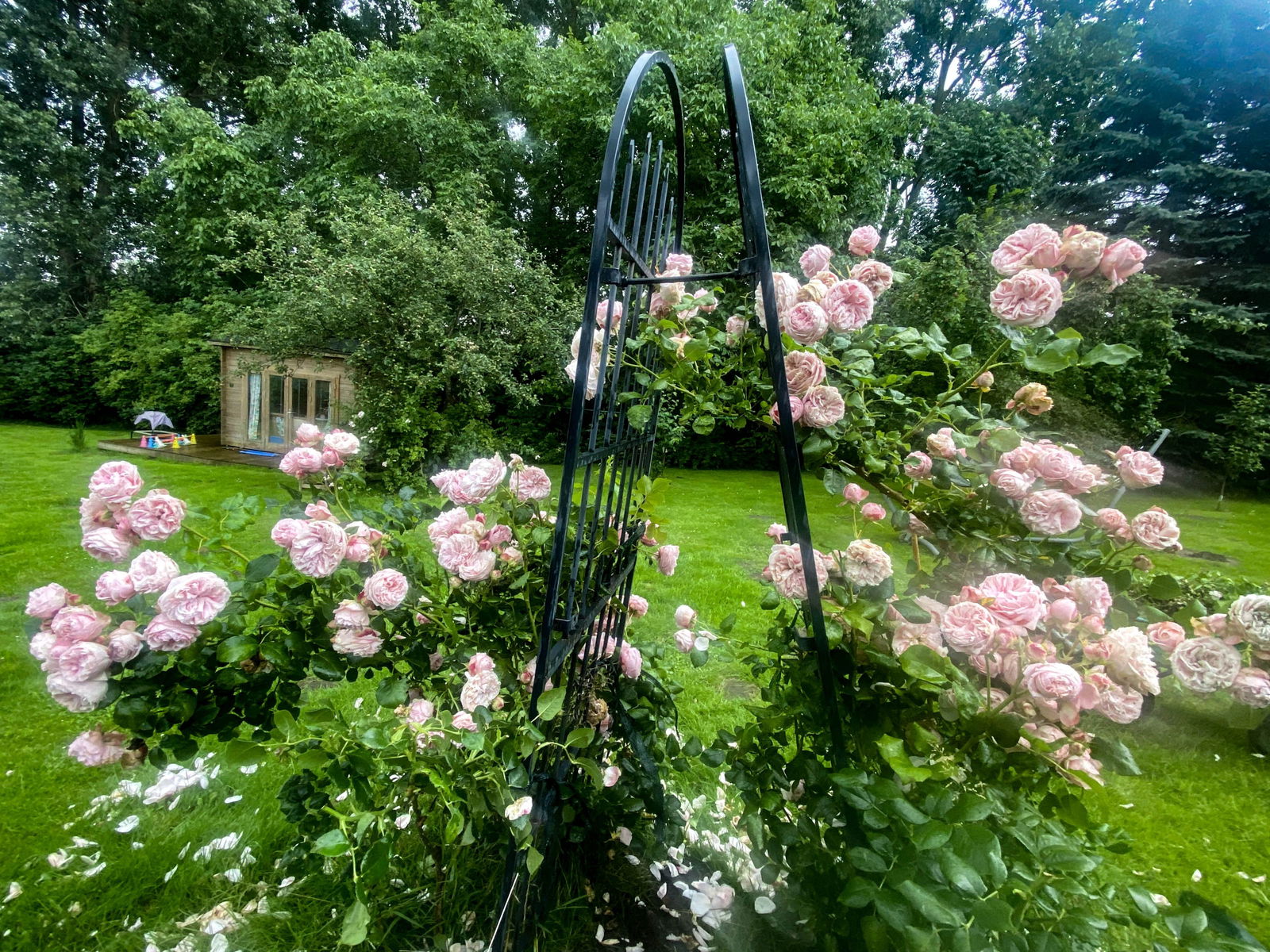 Nostalgie-Kletterrose Giardina ® - Rosa Giardina ® günstig kaufen