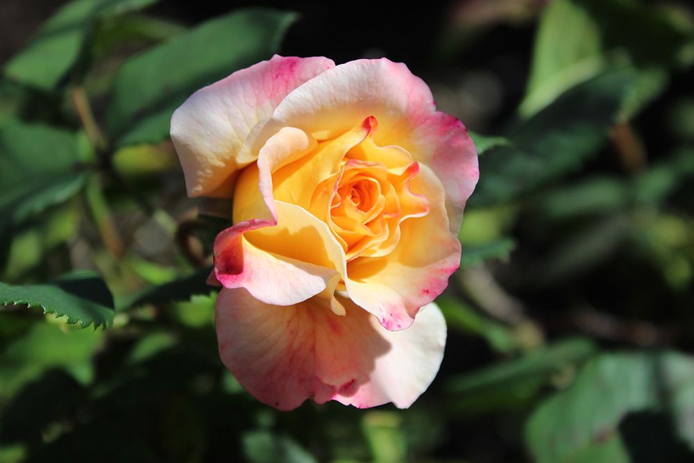 Edelrose Landora - Rosa Landora günstig kaufen