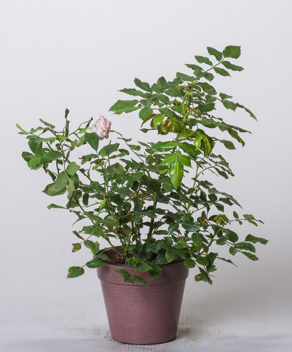 Rose Larissa® - Rosa Larissa günstig kaufen