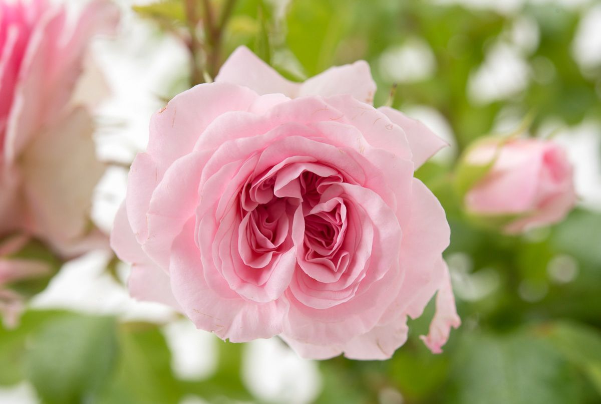 Rose Larissa® - Rosa Larissa günstig kaufen