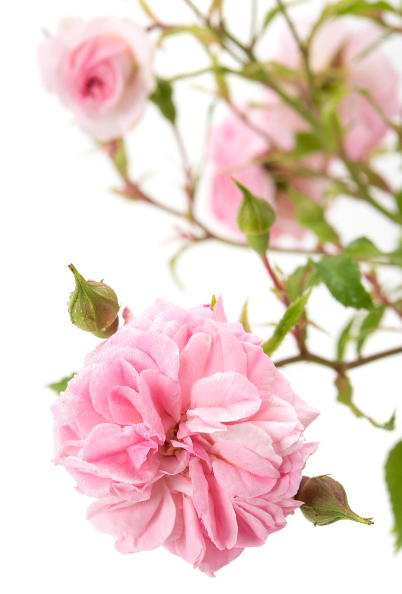 Rose Larissa® - Rosa Larissa günstig kaufen