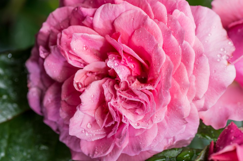 Rose Zaide - Rosa Zaide günstig kaufen