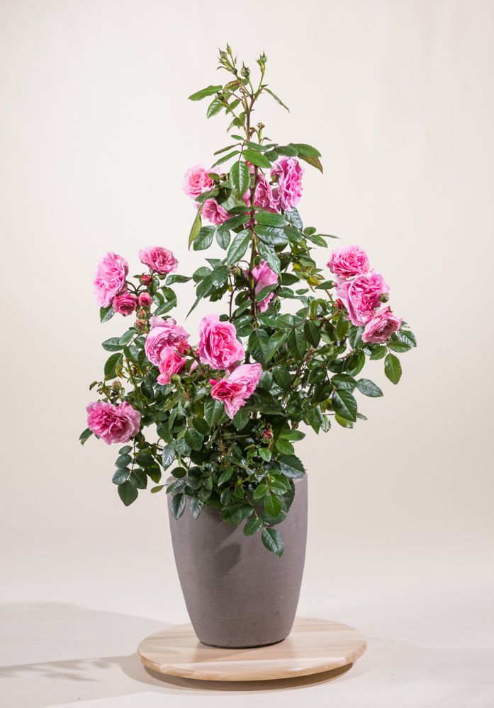 Rose Zaide - Rosa Zaide günstig kaufen