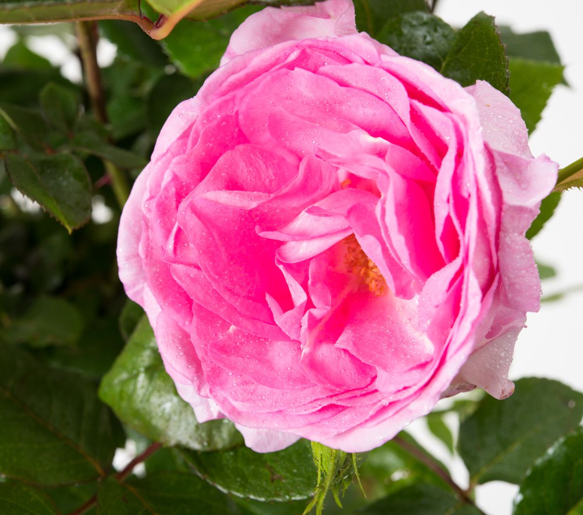 Rose Zaide - Rosa Zaide günstig kaufen