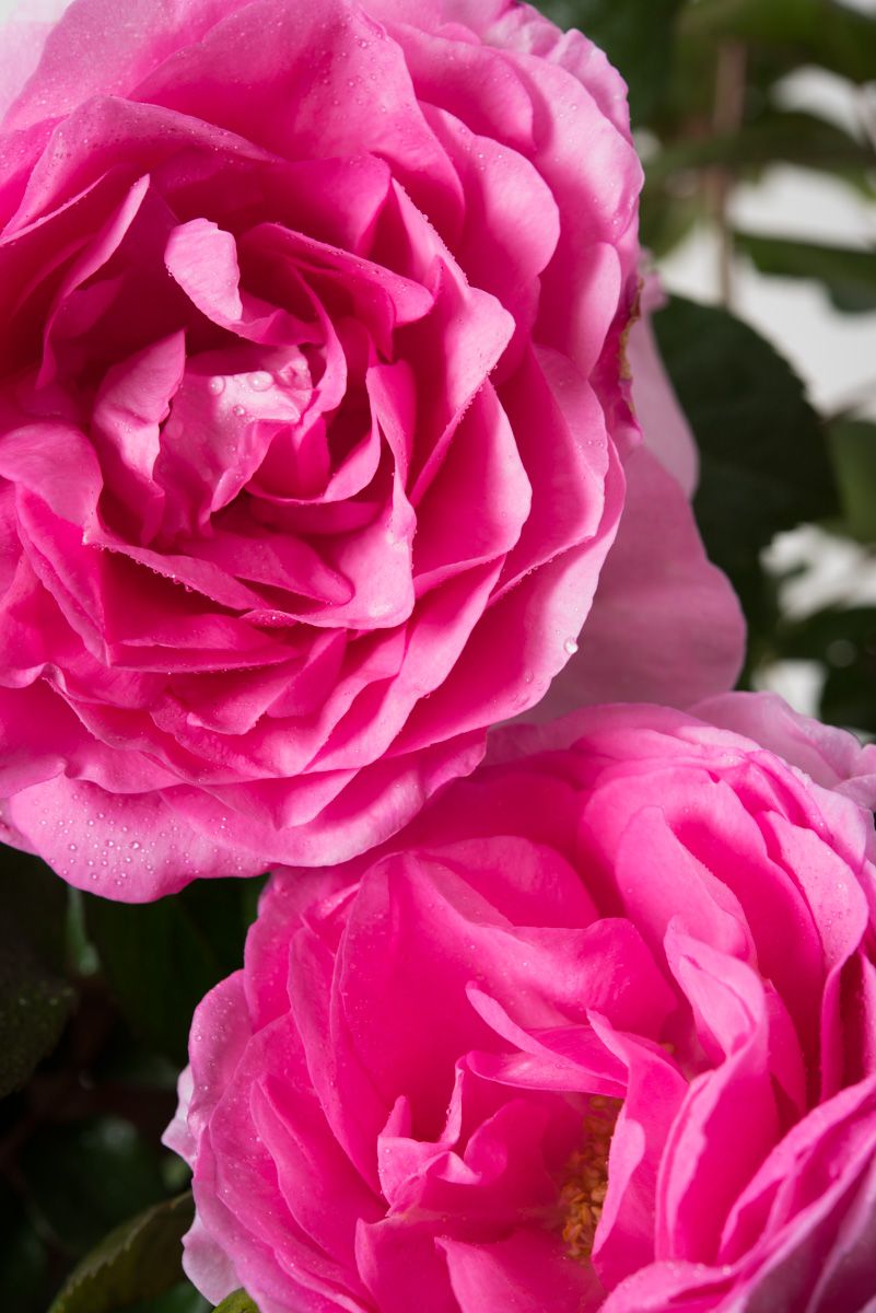 Rose Zaide - Rosa Zaide günstig kaufen