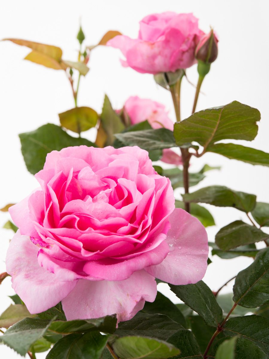 Rose Zaide - Rosa Zaide günstig kaufen