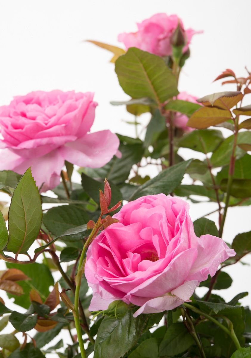 Rose Zaide - Rosa Zaide günstig kaufen