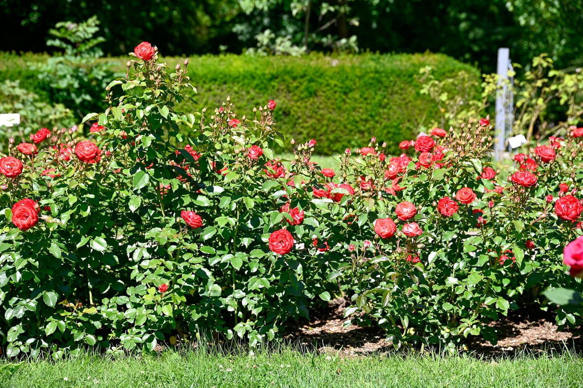 Rose Planten un Blomen - Rosa Planten un Blomen günstig kaufen