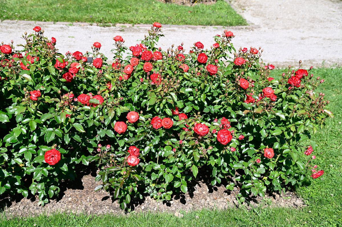 Rose Planten un Blomen - Rosa Planten un Blomen günstig kaufen