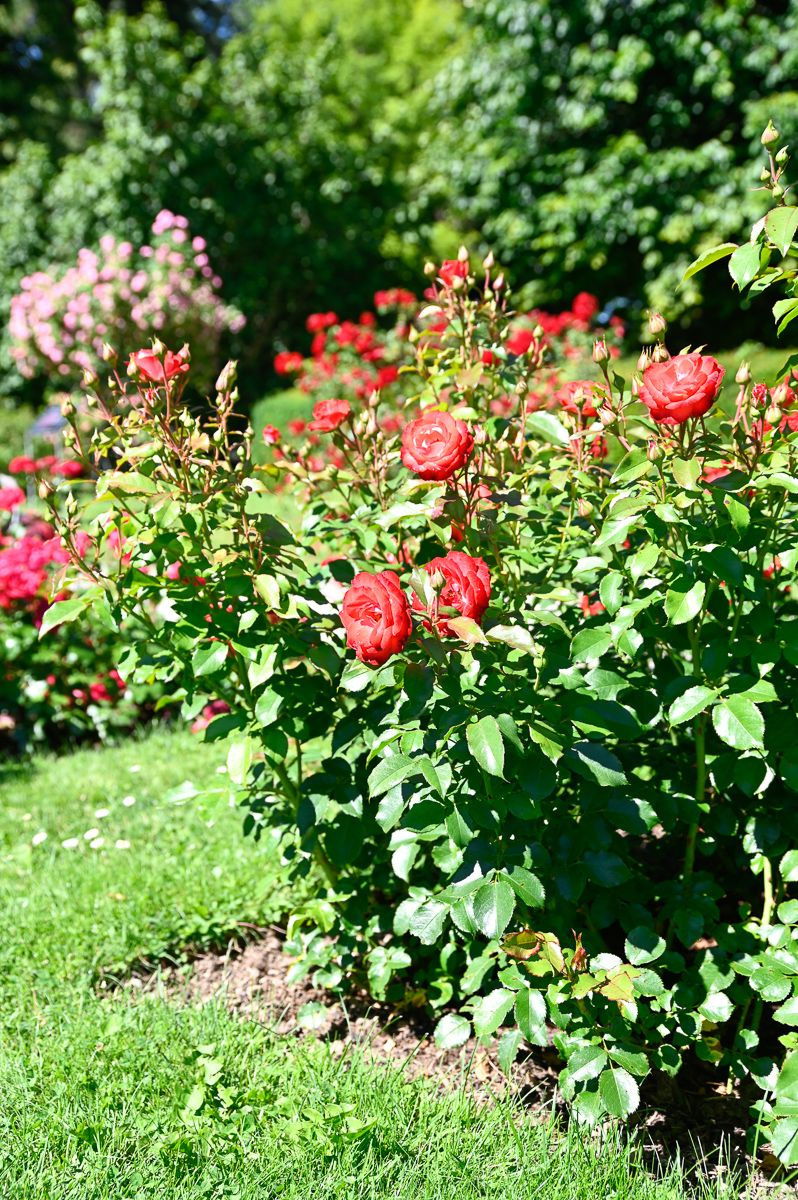 Rose Planten un Blomen - Rosa Planten un Blomen günstig kaufen