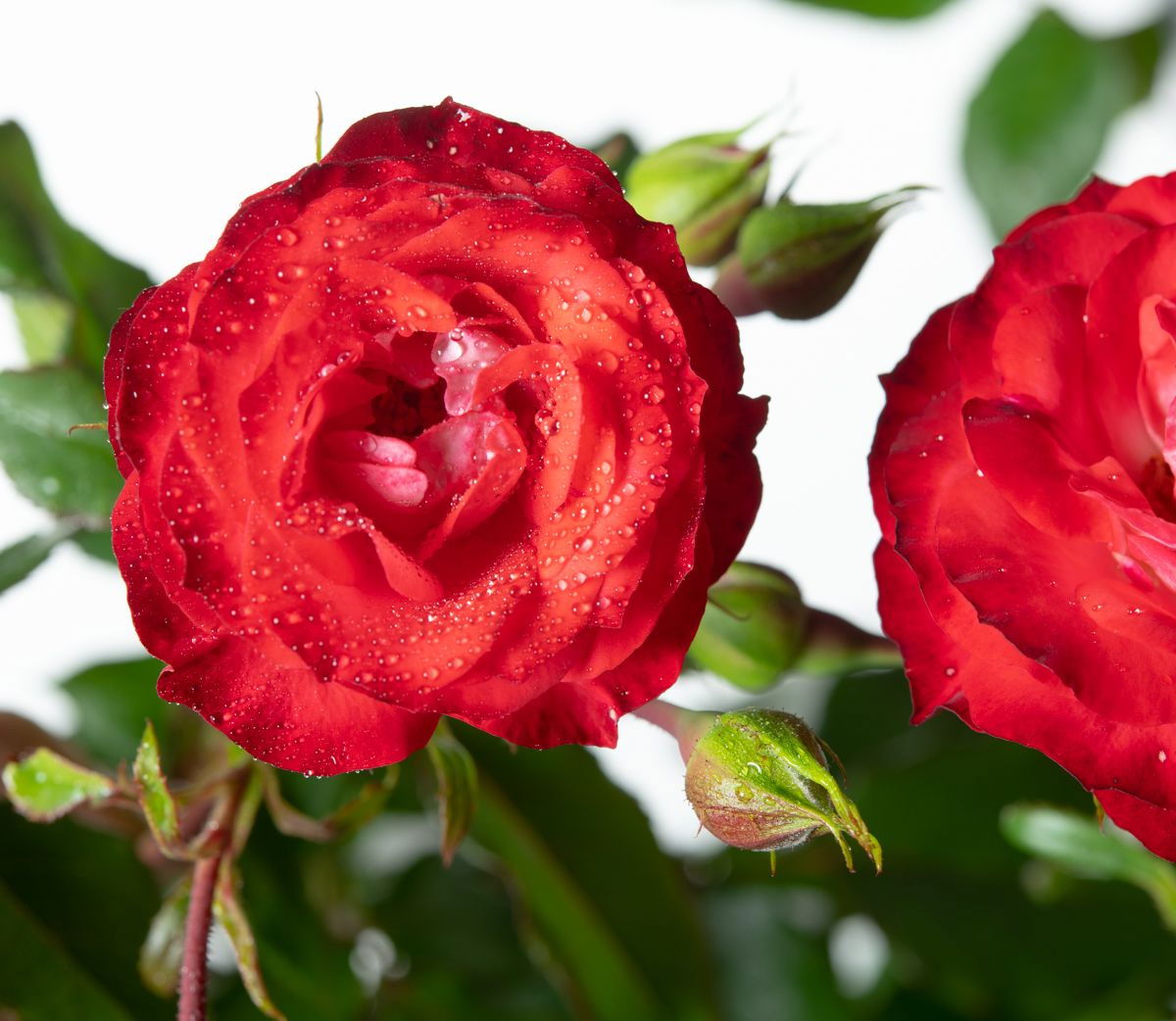 Rose Planten un Blomen - Rosa Planten un Blomen günstig kaufen