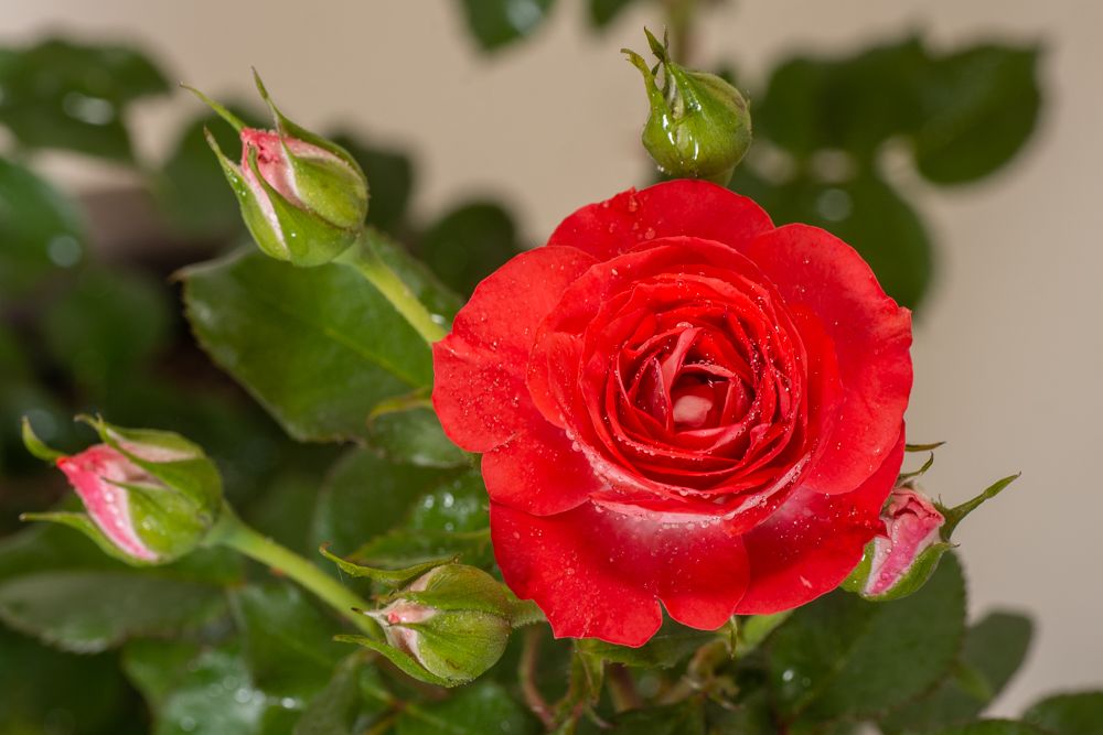 Rose Planten un Blomen - Rosa Planten un Blomen günstig kaufen