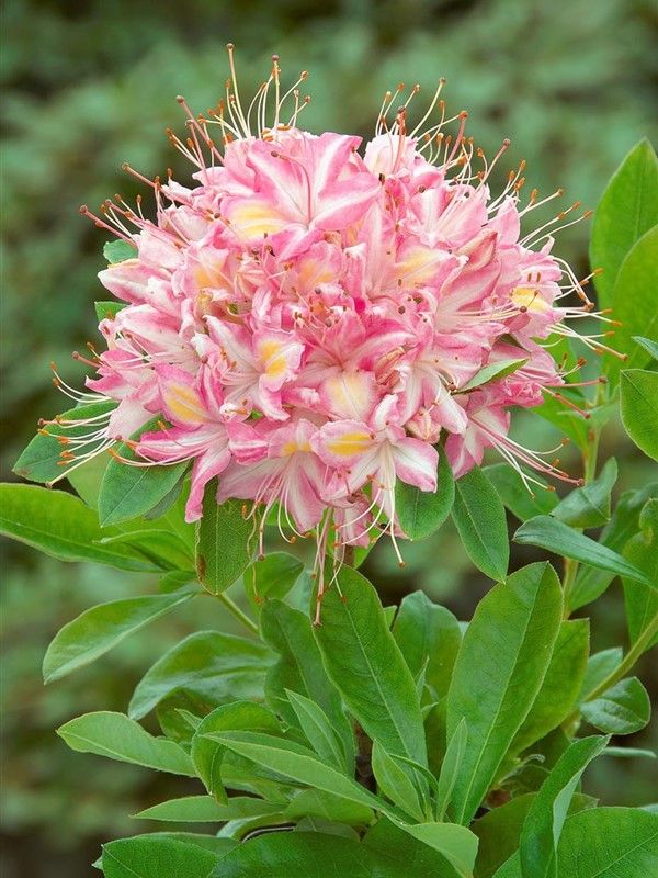 Rhododendron Ribbon Candy - Rhododendron viscosum Ribbon Candy günstig ...