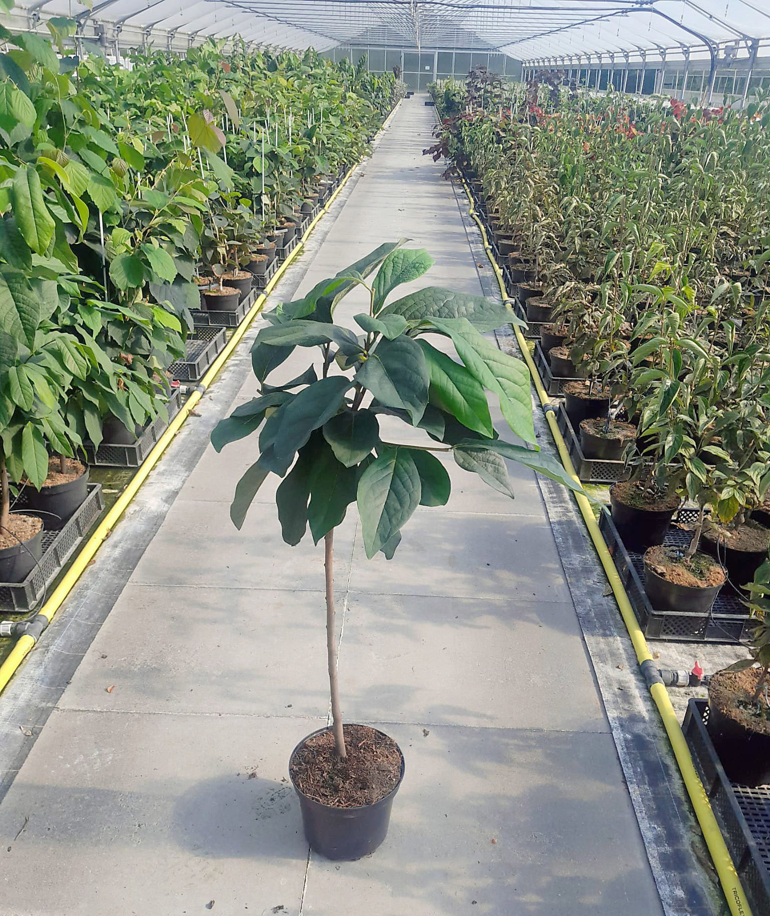 Paw Paw Baum Kaufen