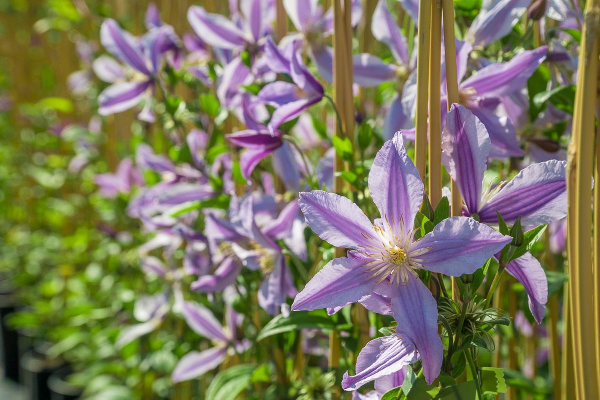 Waldrebe Star River - Clematis Star River günstig kaufen