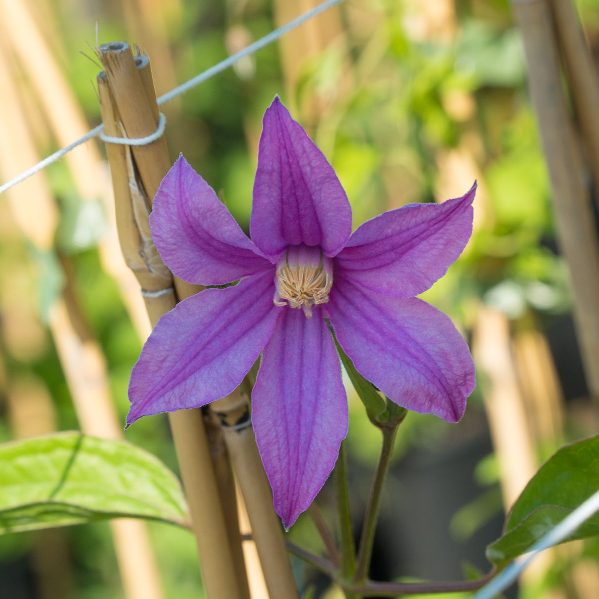 Waldrebe Star River - Clematis Star River günstig kaufen