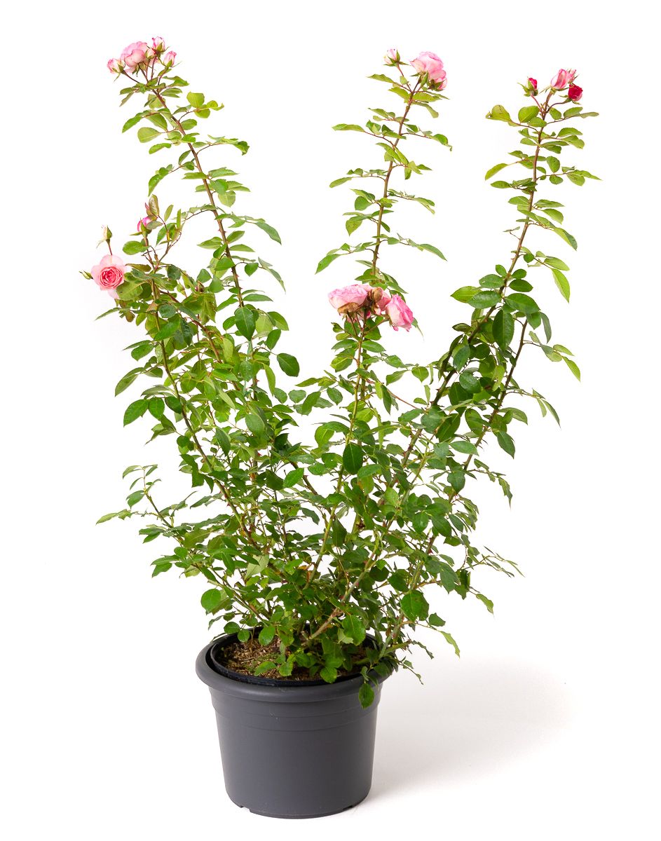 Kletterrose Mini Eden Rose - Rosa Mini Eden Rose günstig kaufen