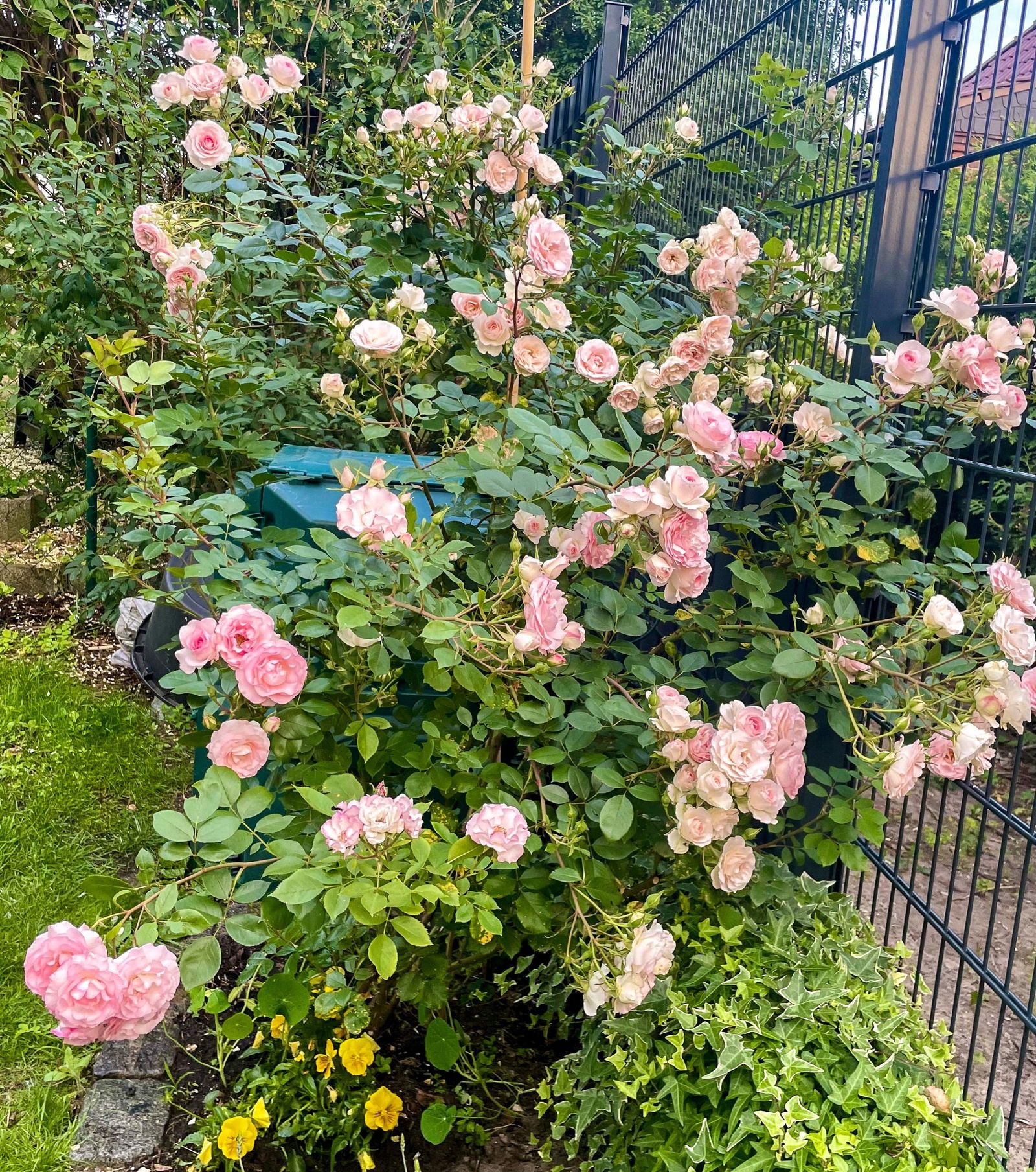 Kletterrose Mini Eden Rose - Rosa Mini Eden Rose günstig kaufen