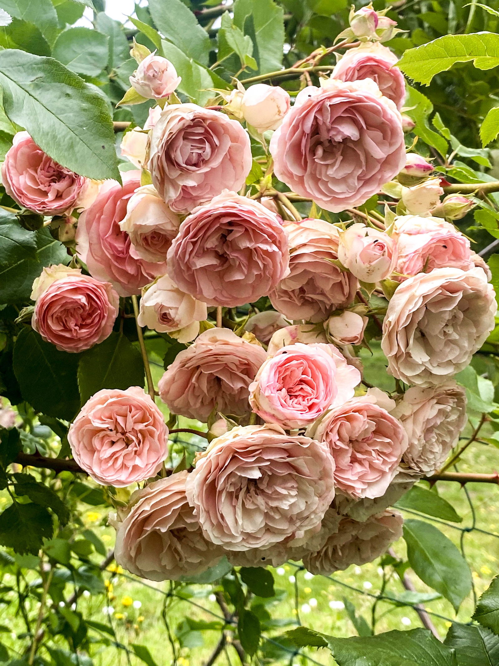 Kletterrose Mini Eden Rose - Rosa Mini Eden Rose günstig kaufen