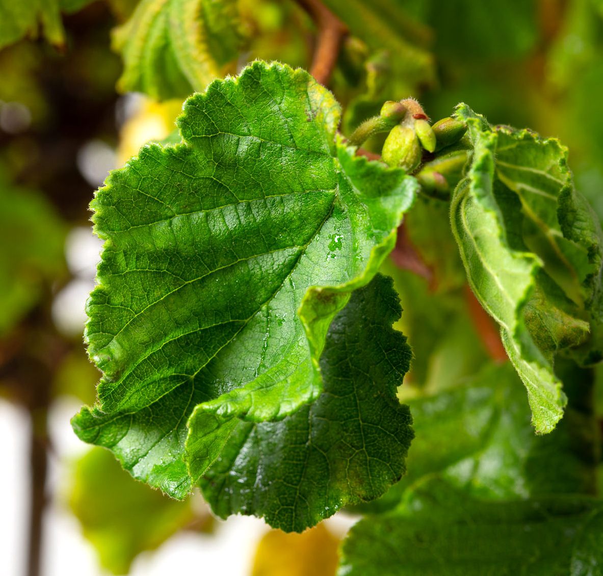 Korkenzieher Haselnuss Twister - Corylus avellana Twister günstig kaufen