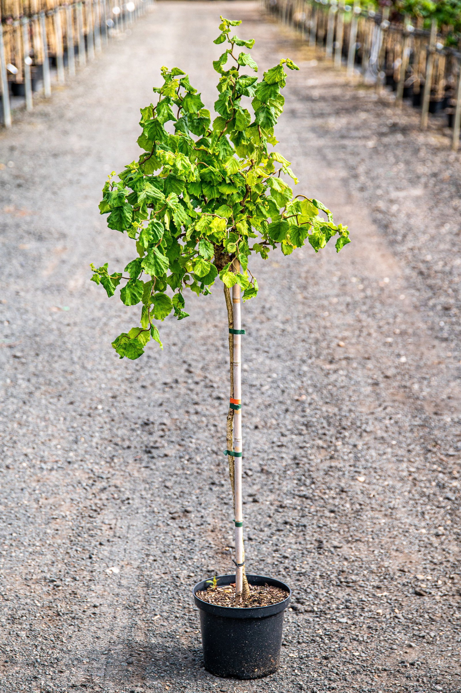 Korkenzieher Haselnuss Twister - Corylus avellana Twister günstig kaufen