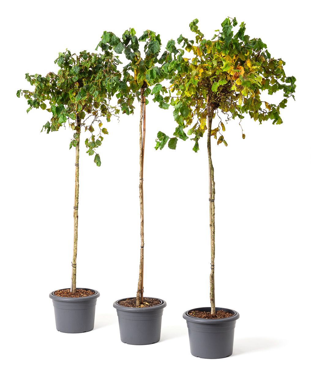 Korkenzieher Haselnuss Twister - Corylus avellana Twister günstig kaufen