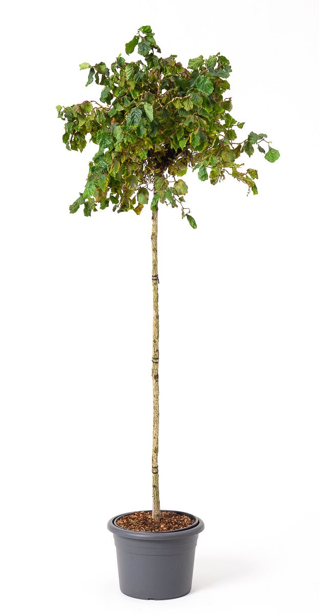Korkenzieher Haselnuss Twister - Corylus avellana Twister günstig kaufen