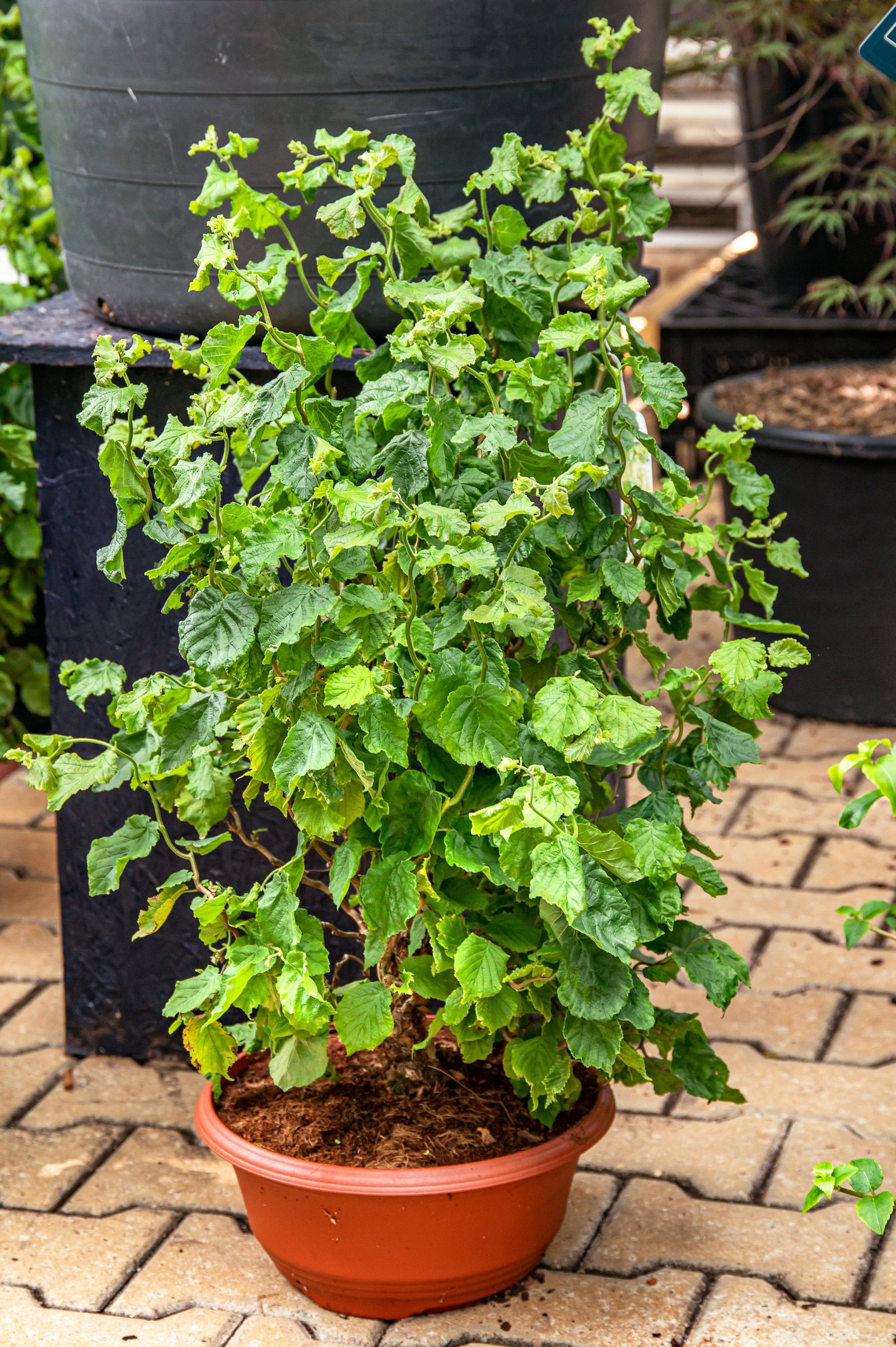 Korkenzieher Haselnuss Twister - Corylus avellana Twister günstig kaufen