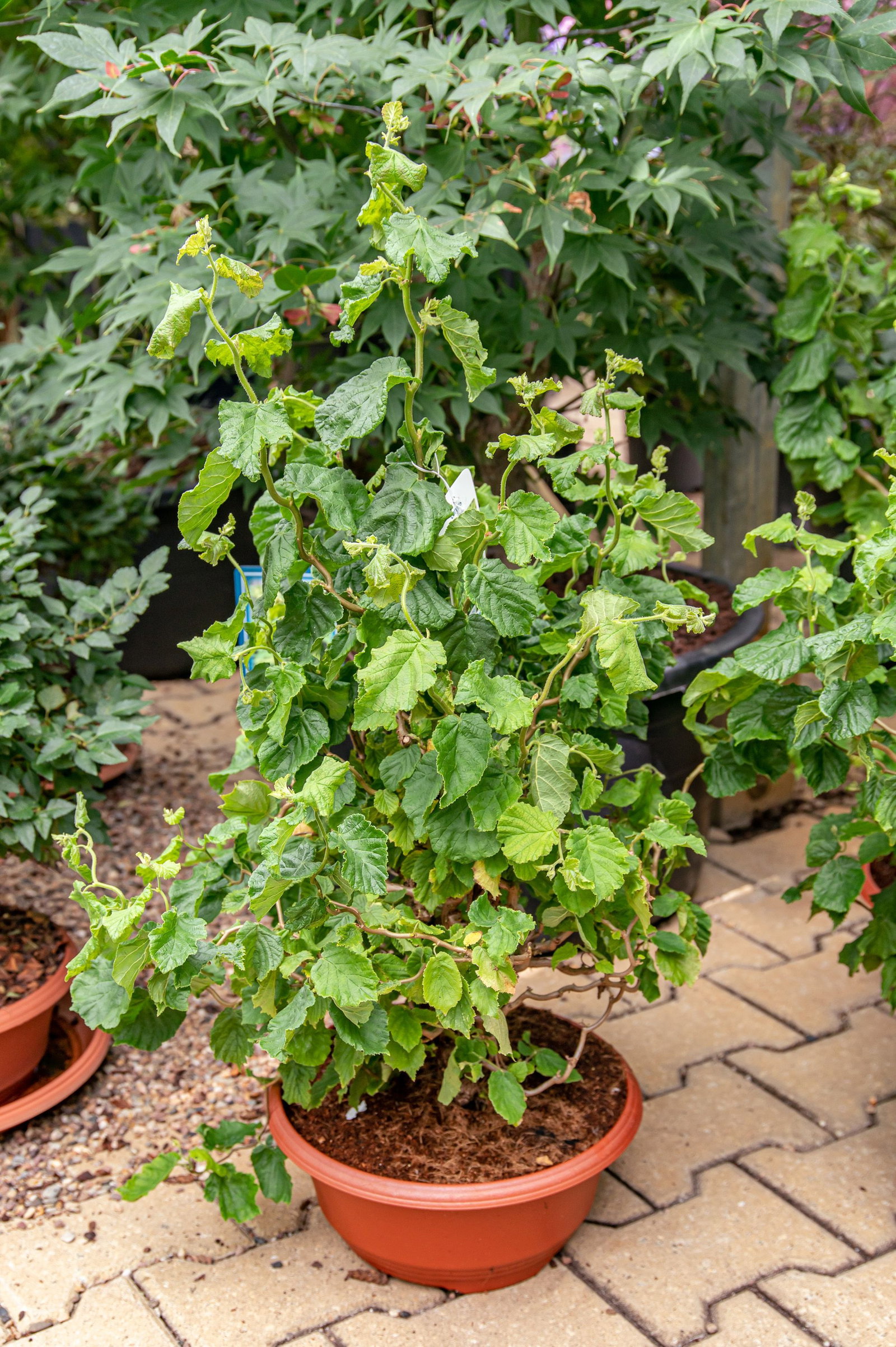 Korkenzieher Haselnuss Twister - Corylus avellana Twister günstig kaufen