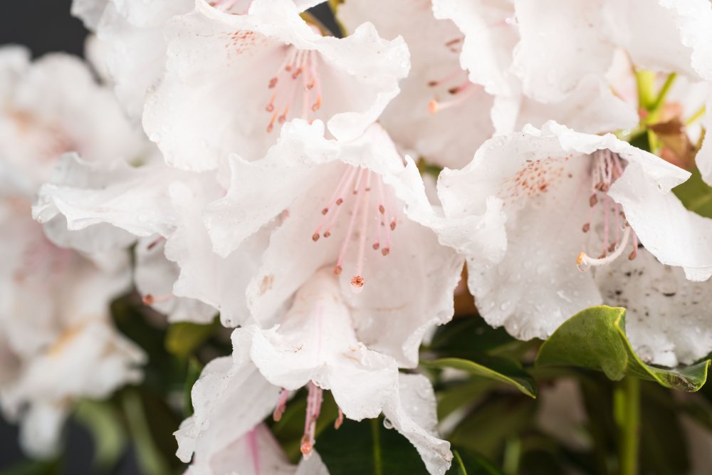 Rhododendron Candy Striped Pink - Rhododendron Hybride Candy Striped ...