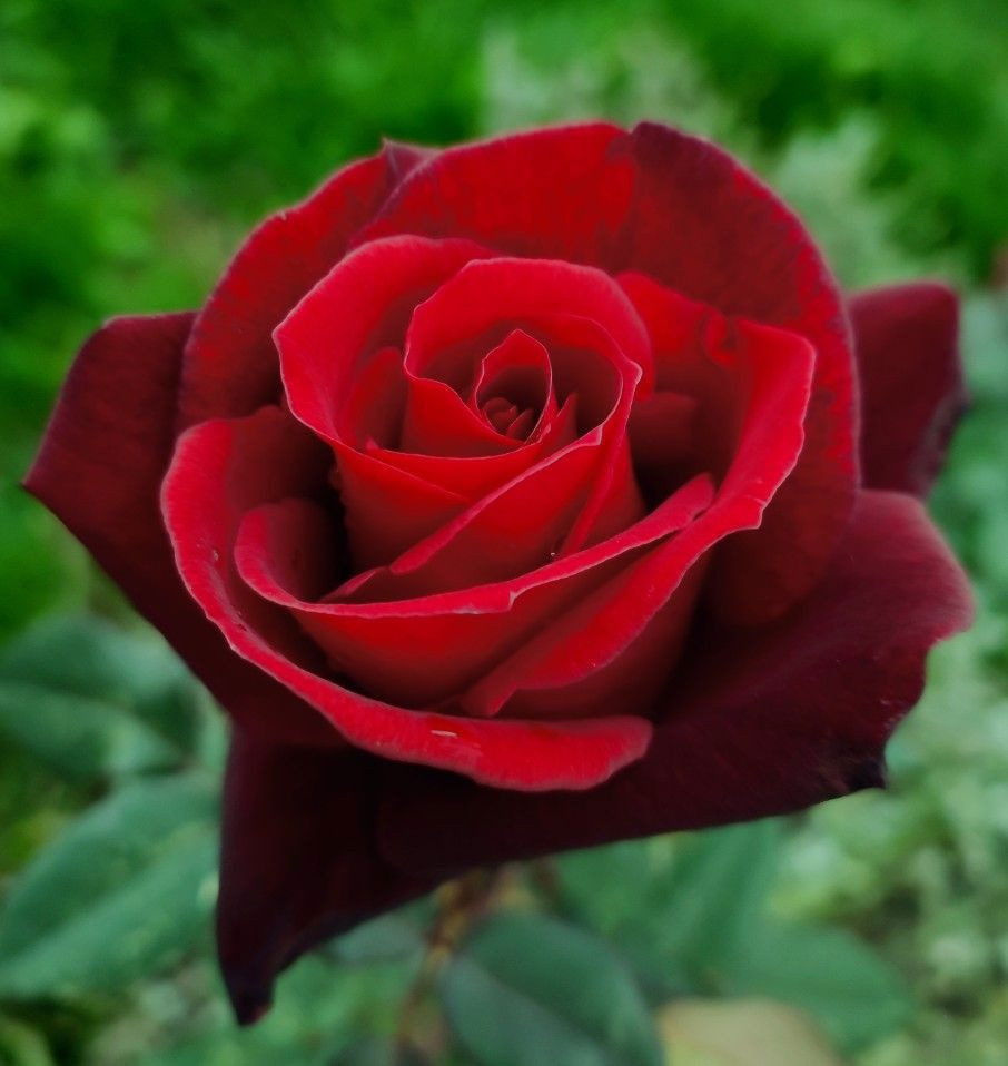 Rose Barkarole ® - Rosa Barkarole ® günstig kaufen