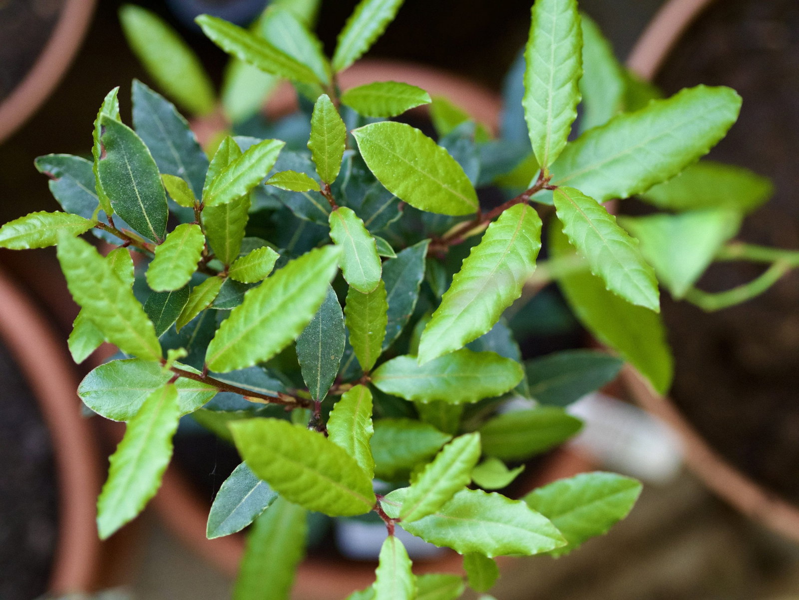 Echter Lorbeer - Laurus nobilis günstig kaufen