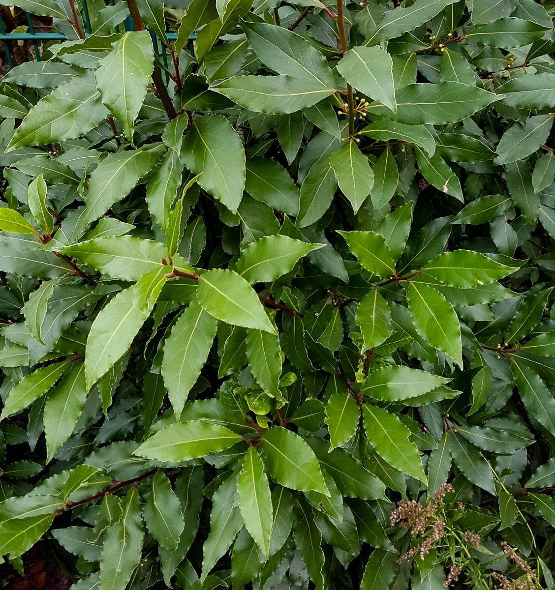 Echter Lorbeer - Laurus nobilis günstig kaufen