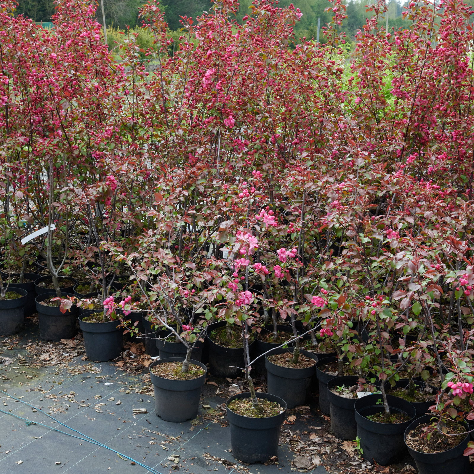 Zierapfel Rudolph - Malus Rudolph günstig kaufen