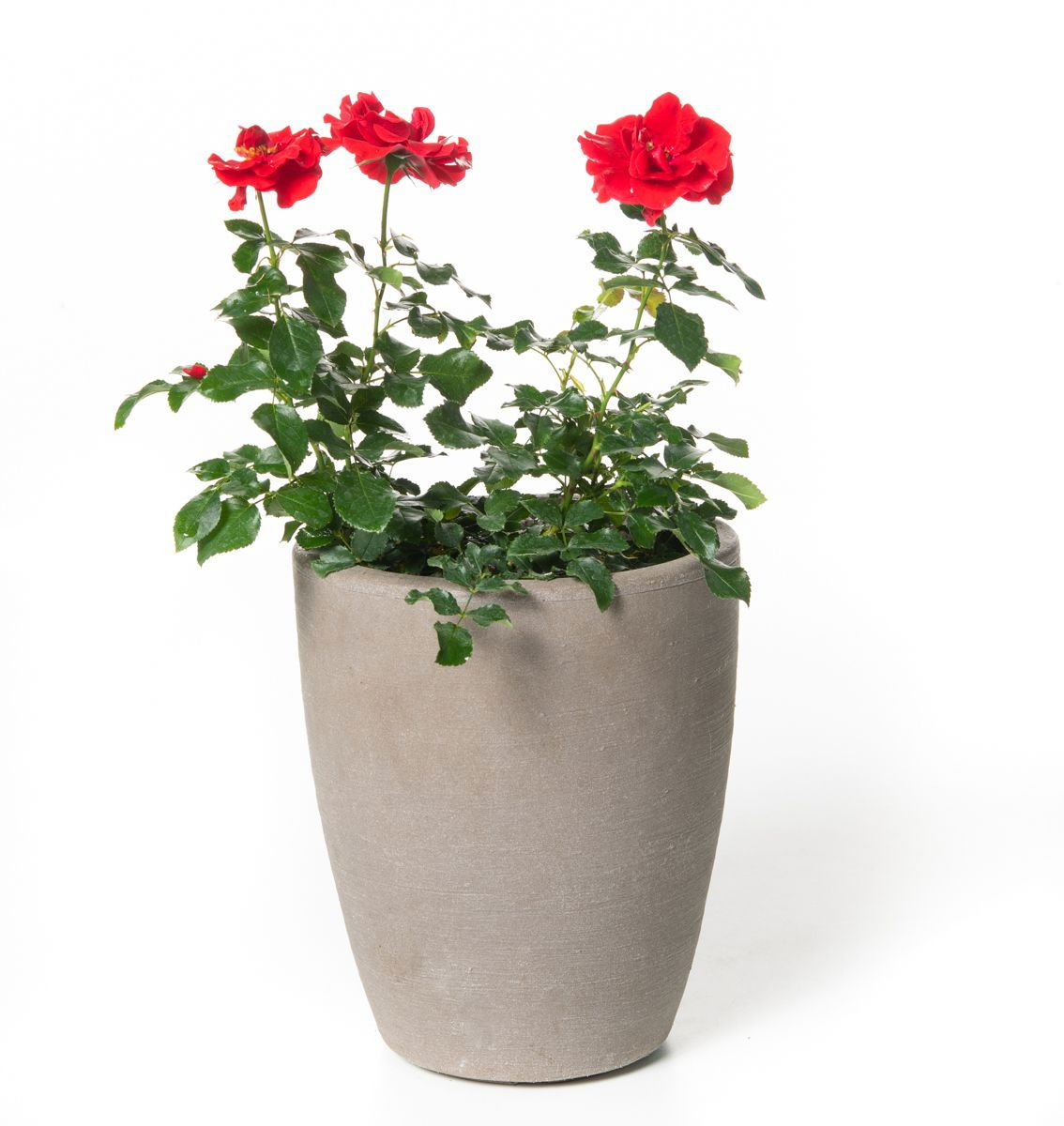 Rose Pepino - Rosa Pepino günstig kaufen