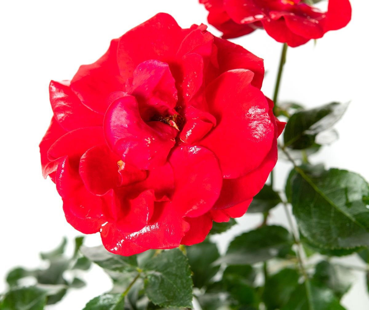 Rose Pepino - Rosa Pepino günstig kaufen