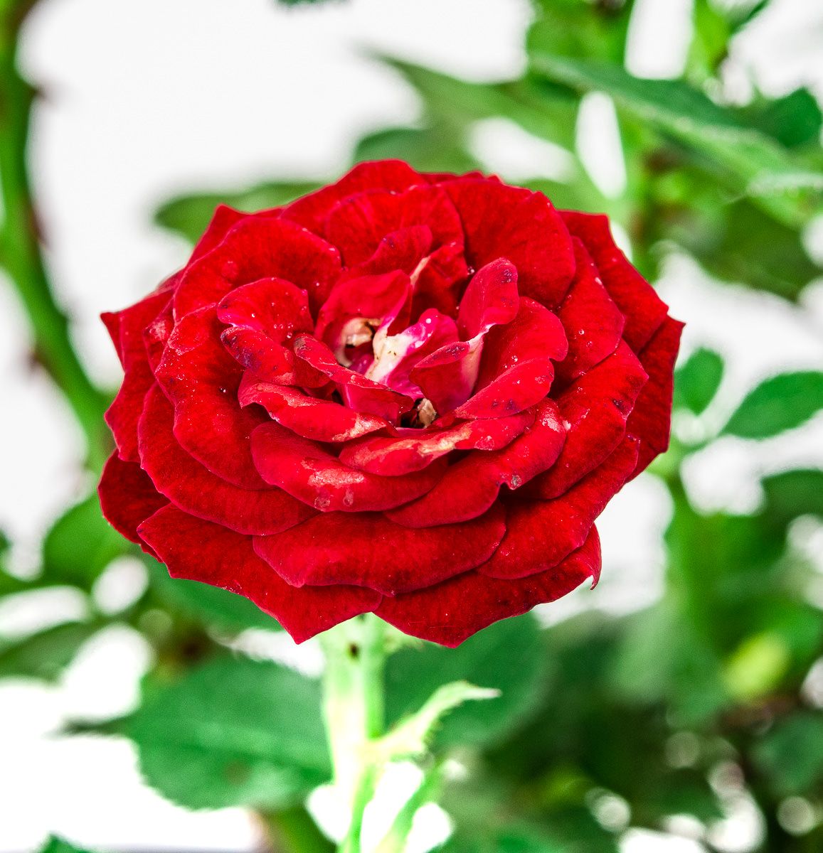 Rose Mandy® - Rosa Mandy® günstig kaufen