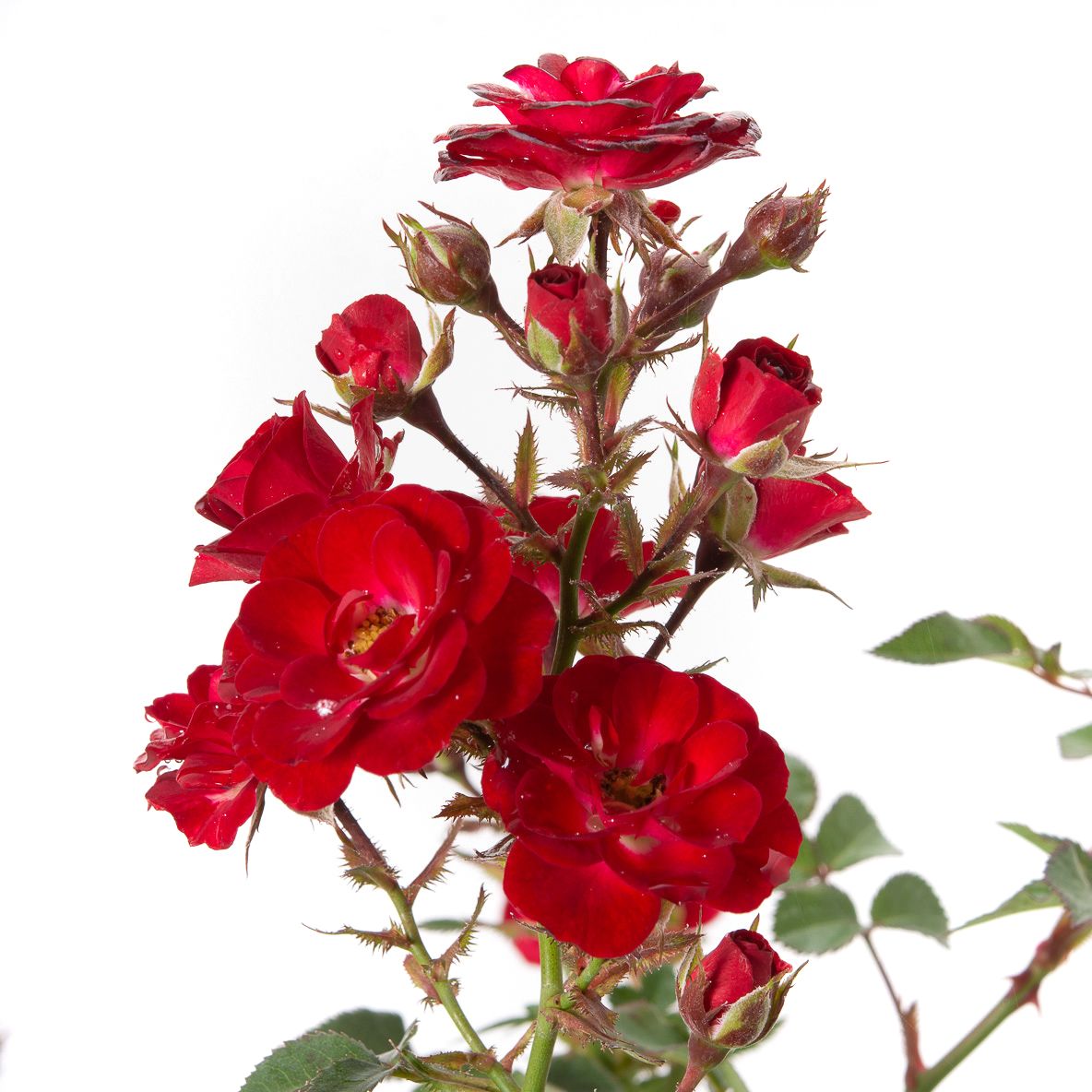 Rose Mandy® - Rosa Mandy® günstig kaufen